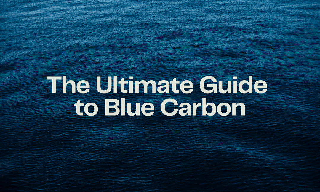 How to Build a Winning Carbon Credit Project Proposal | Cloverly