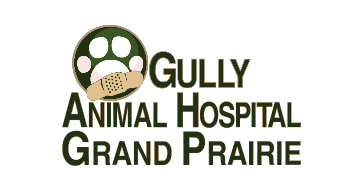 Gully Animal Hospital Gully Animal Hospital Near Me 2025