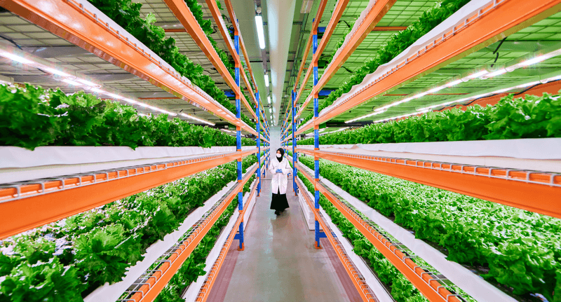 Bustanica | Rethinking Fresh