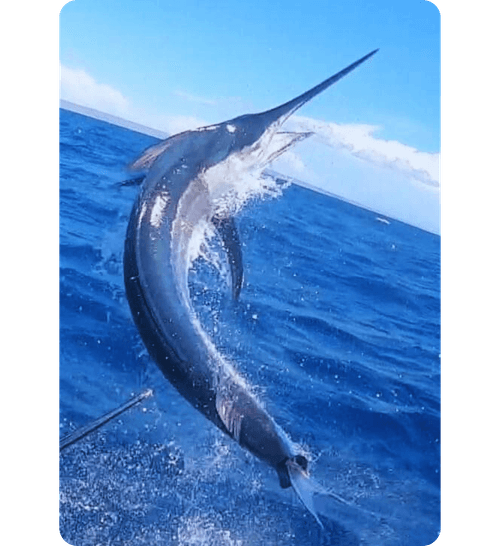 Private Fishing Charters | Perth & Exmouth Game Fishing