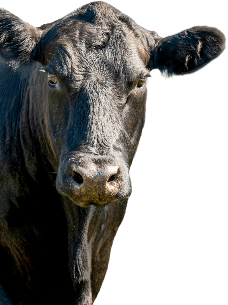 Expanded Solutions from Phibro Animal Health