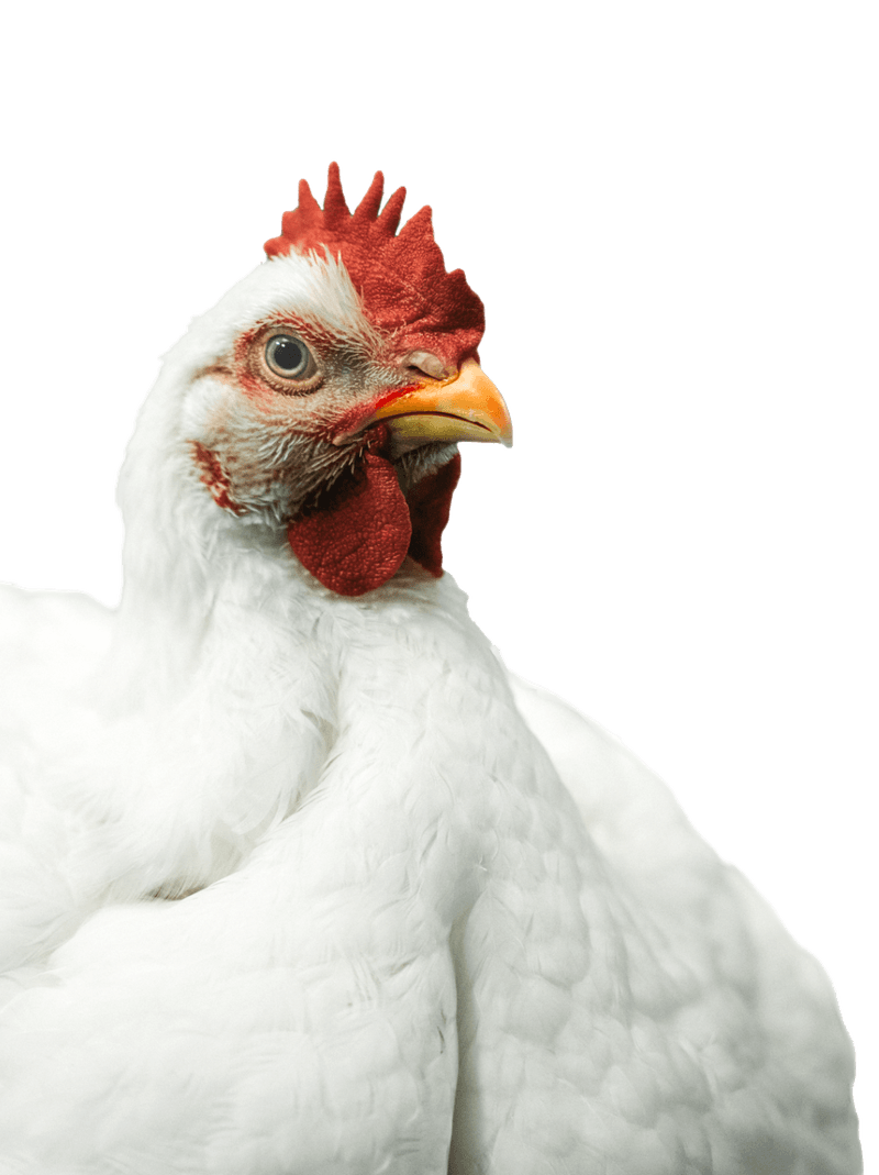 Expanded Solutions from Phibro Animal Health