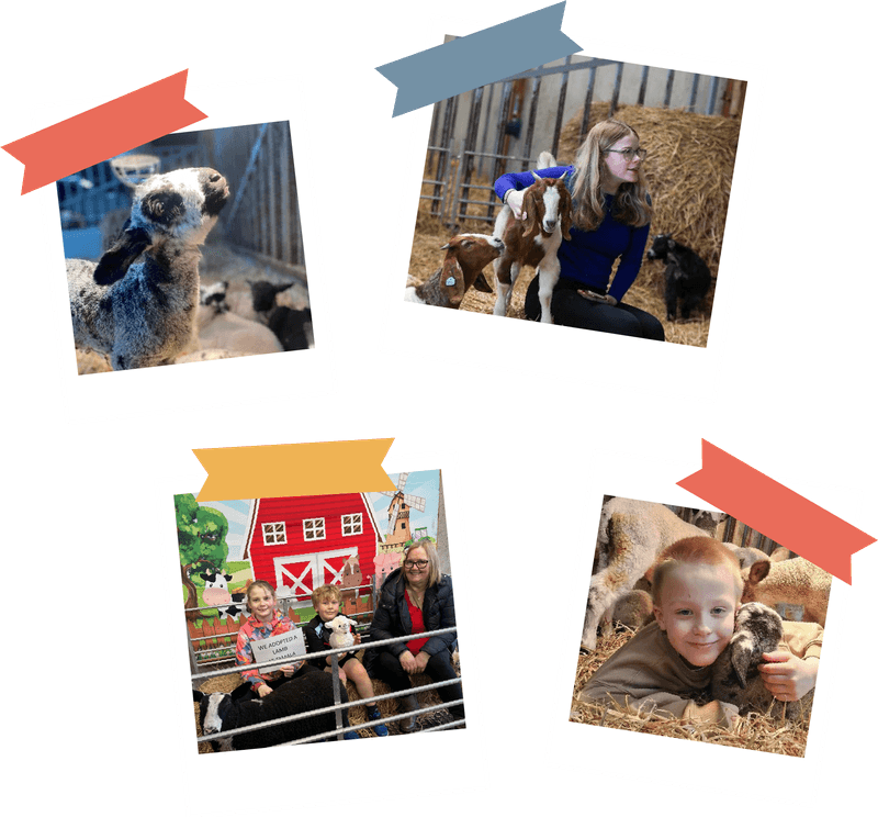 Meet the Animals at Tamala Farm: Interactive Farm Experience in ...