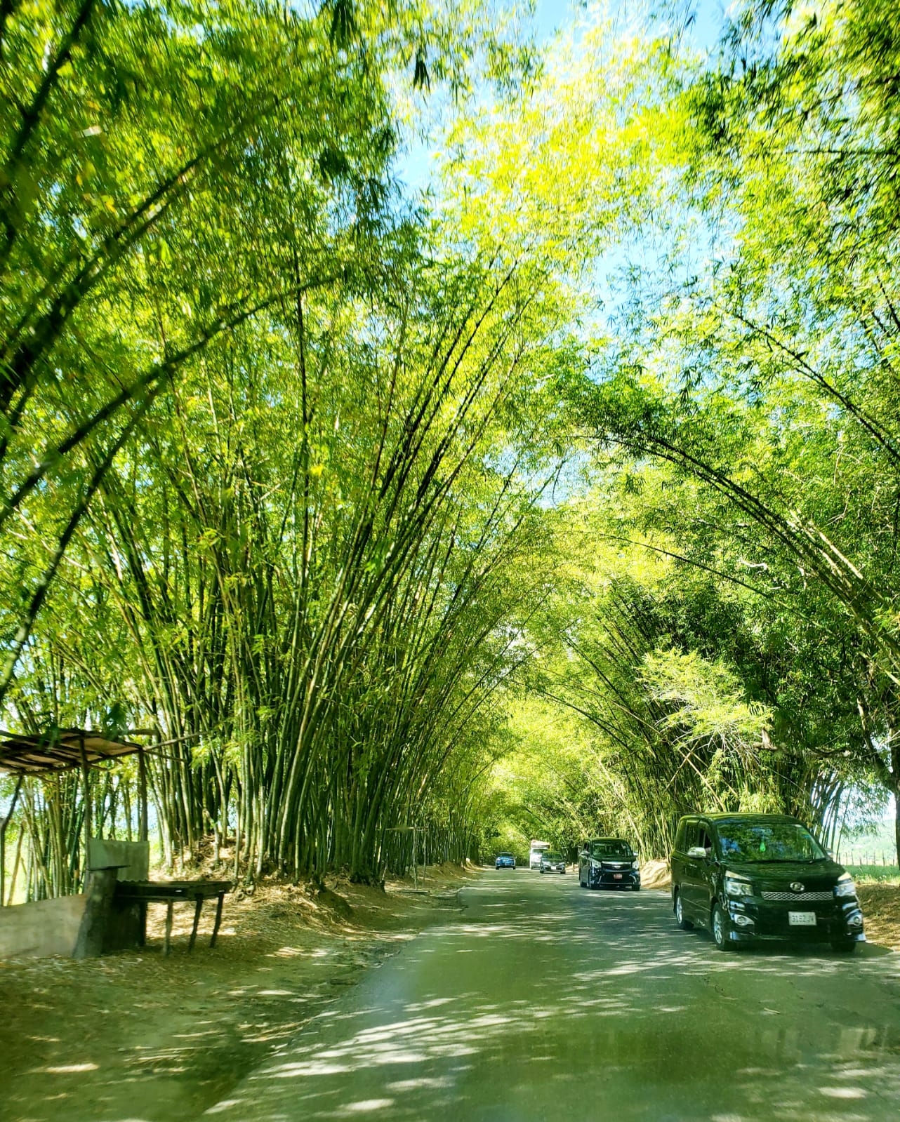 Explore Holland Bamboo Avenue | Scenic Drive in Jamaica"