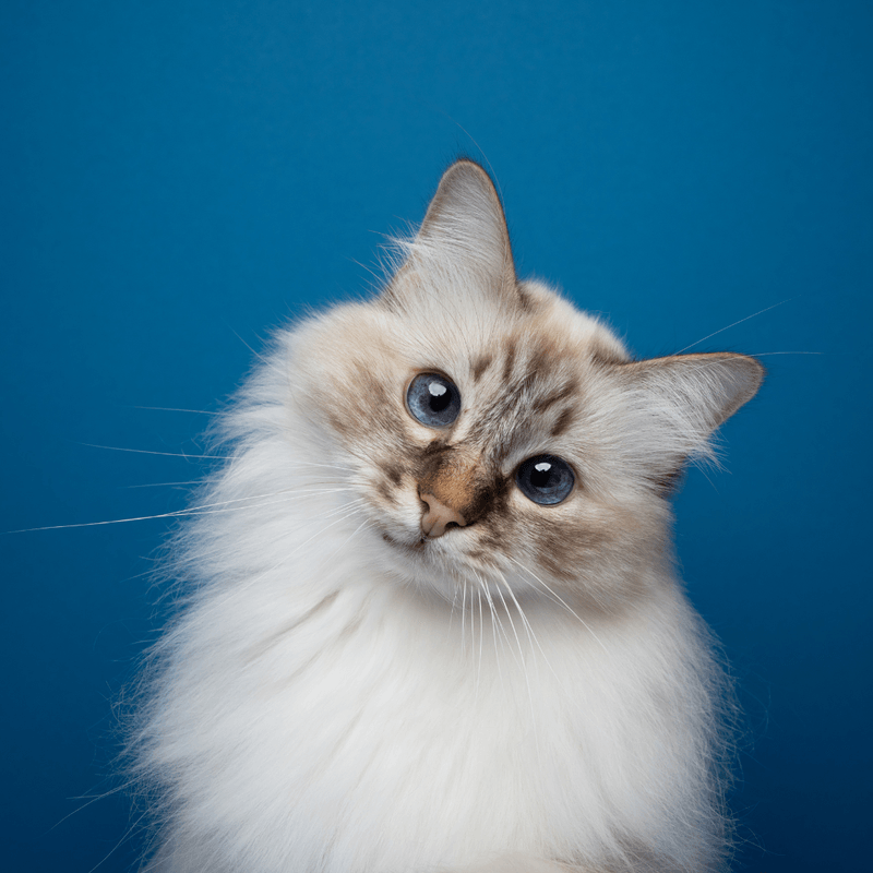 Veterinary Emergency Centre | Hong Kong Vet Clinic | VEC