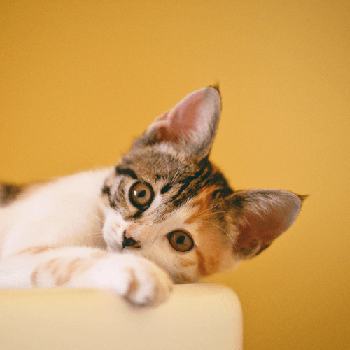 Veterinary Emergency Centre | Hong Kong Vet Clinic | VEC