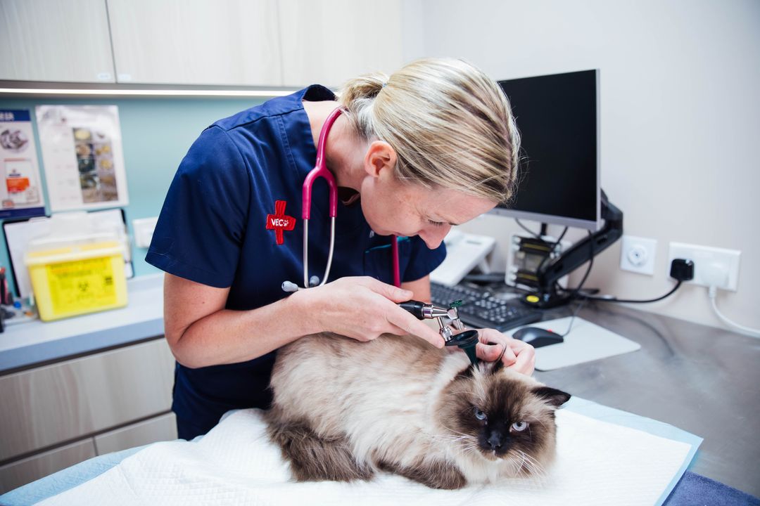Veterinary Emergency Centre | Hong Kong Vet Clinic | VEC