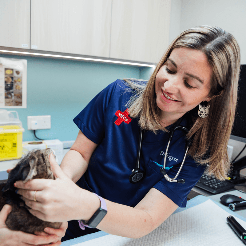 Veterinary Emergency Centre | Hong Kong Vet Clinic | VEC