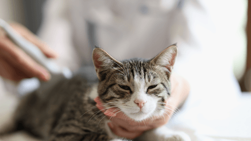 Veterinary Emergency Centre | Hong Kong Vet Clinic | VEC