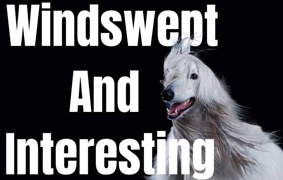 Windswept And Interesting | Michael Heppell