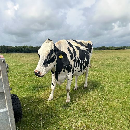 Tamala Farm Experience: Family-Friendly Animal Visits in Aberdeenshire