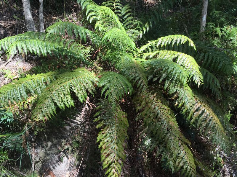 Ferns | Understorey Network Tasmania