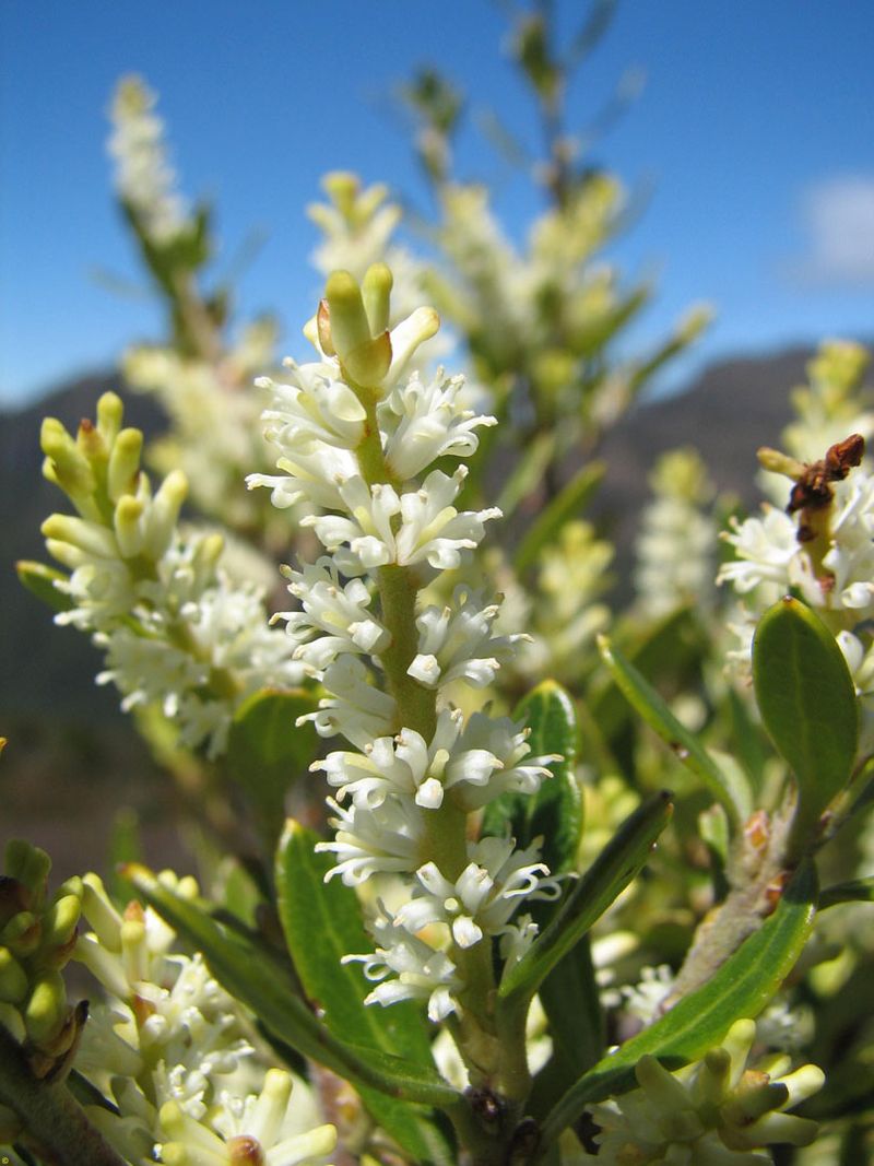 Rainforest shrubs and trees | Understorey Network Tasmania