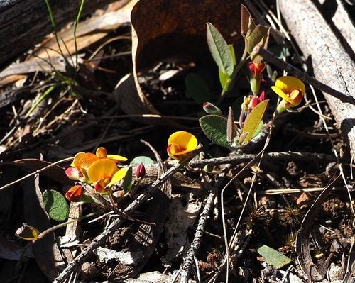Understorey Network Tasmania