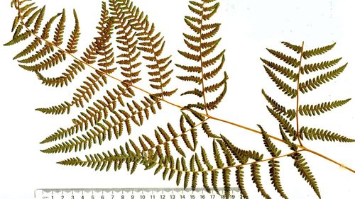 Ferns | Understorey Network Tasmania