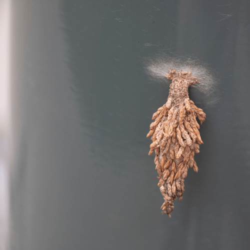 Surprising How To Get Rid Of Plaster Bagworms Pictures