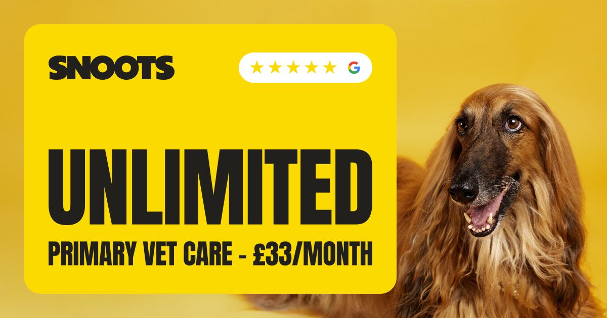 Snoots for New Kittens | Unlimited Primary Vet Care for £33/Month
