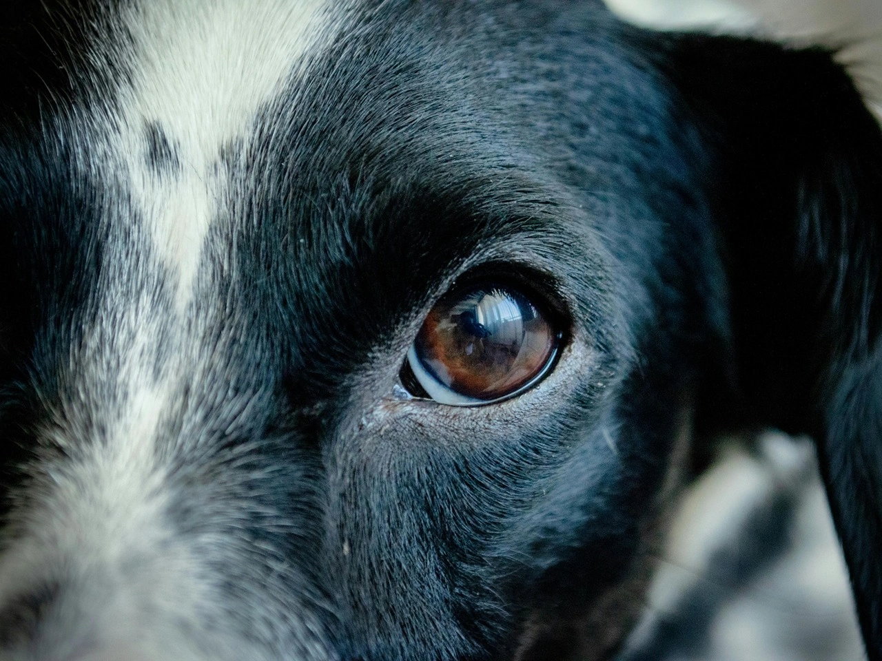 Red Eye in Dogs: Bloodshot Eye Causes, What to Do, and When to Seek ...