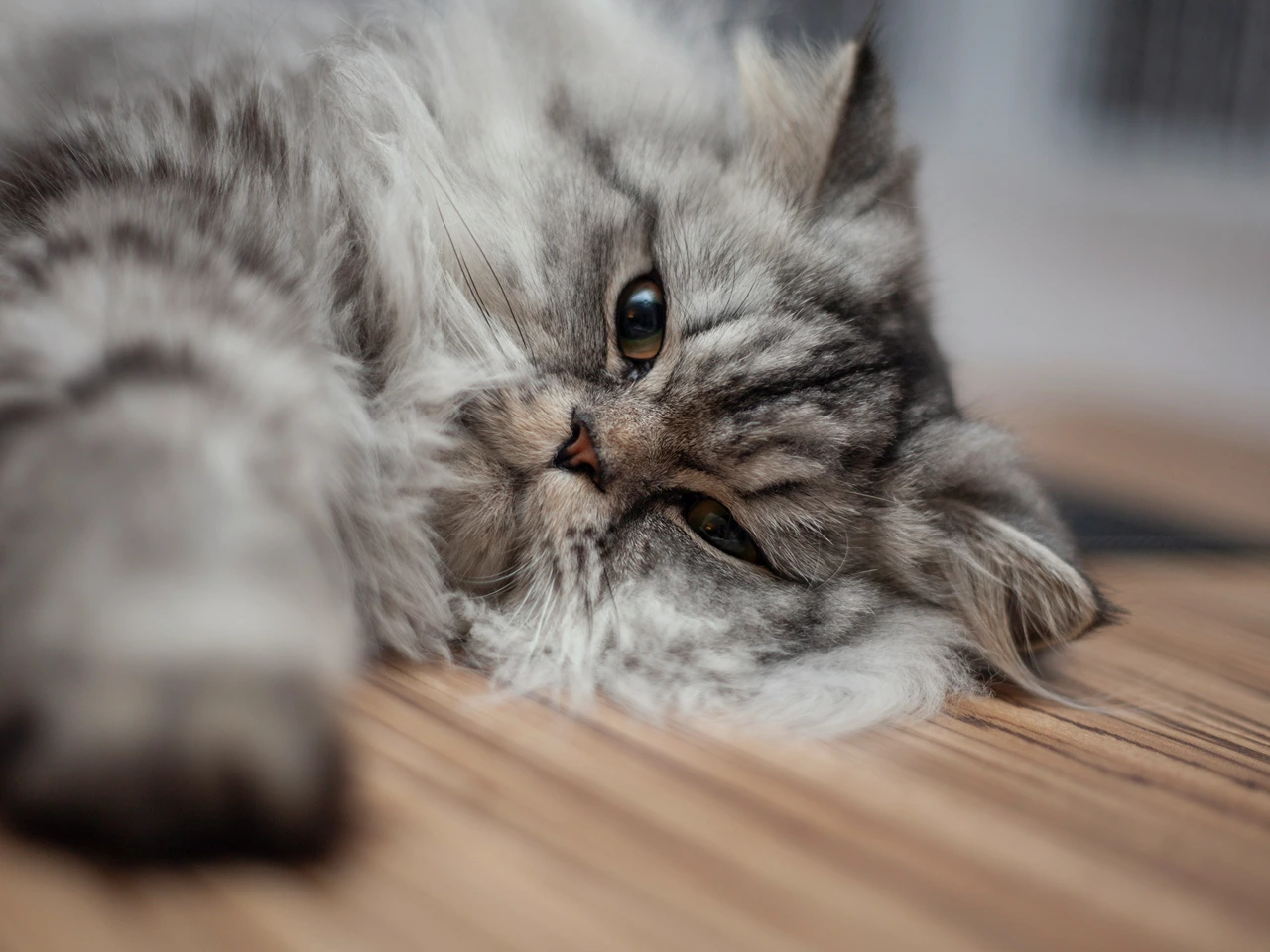 Worms in Cats: Veterinary Guide to Symptoms, Prevention, and Treatment