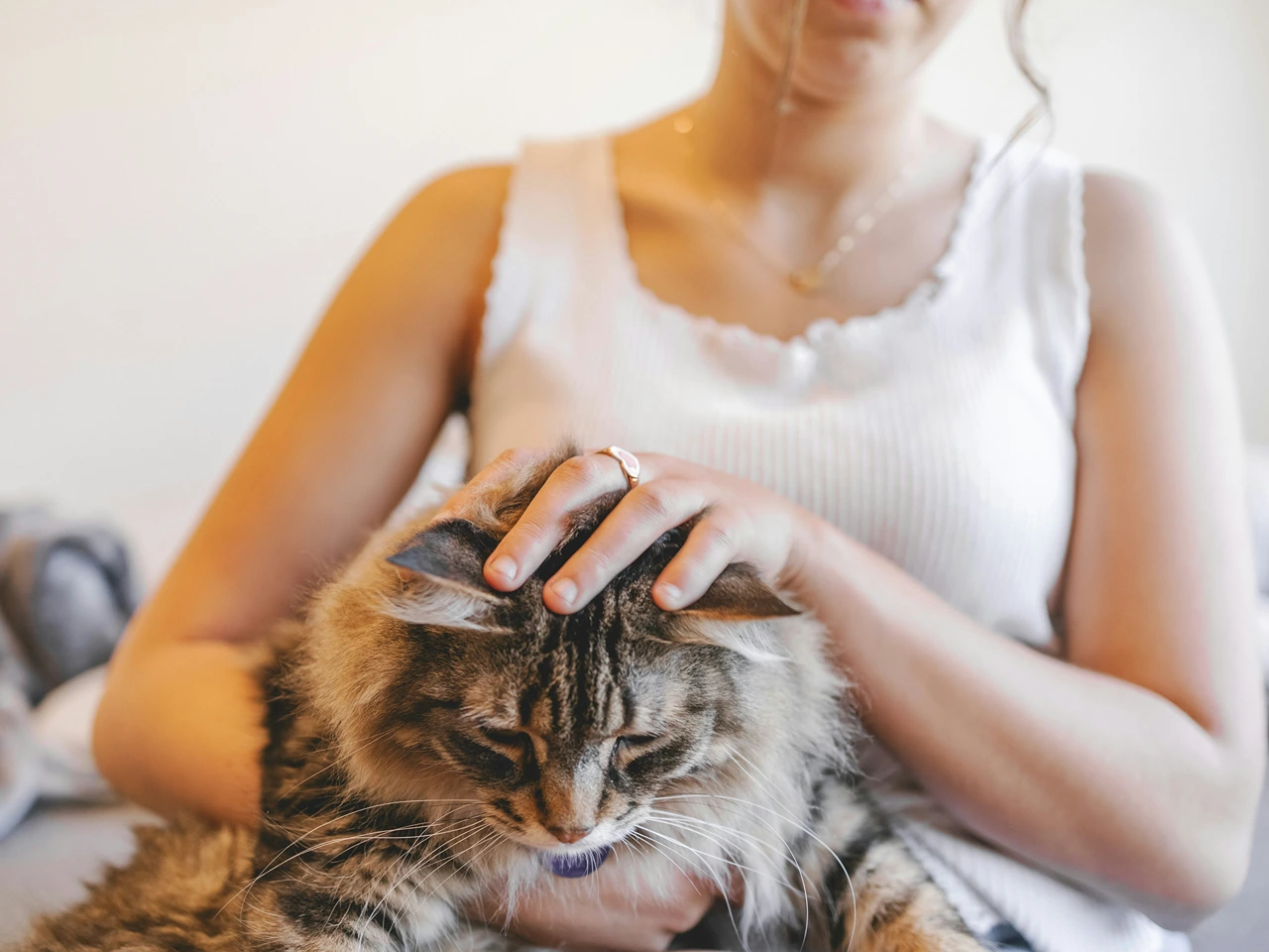 Worms in Cats: Veterinary Guide to Symptoms, Prevention, and Treatment