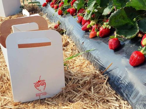 Berry picking Adventures, Real fruit Ice-creams, premium produce ...