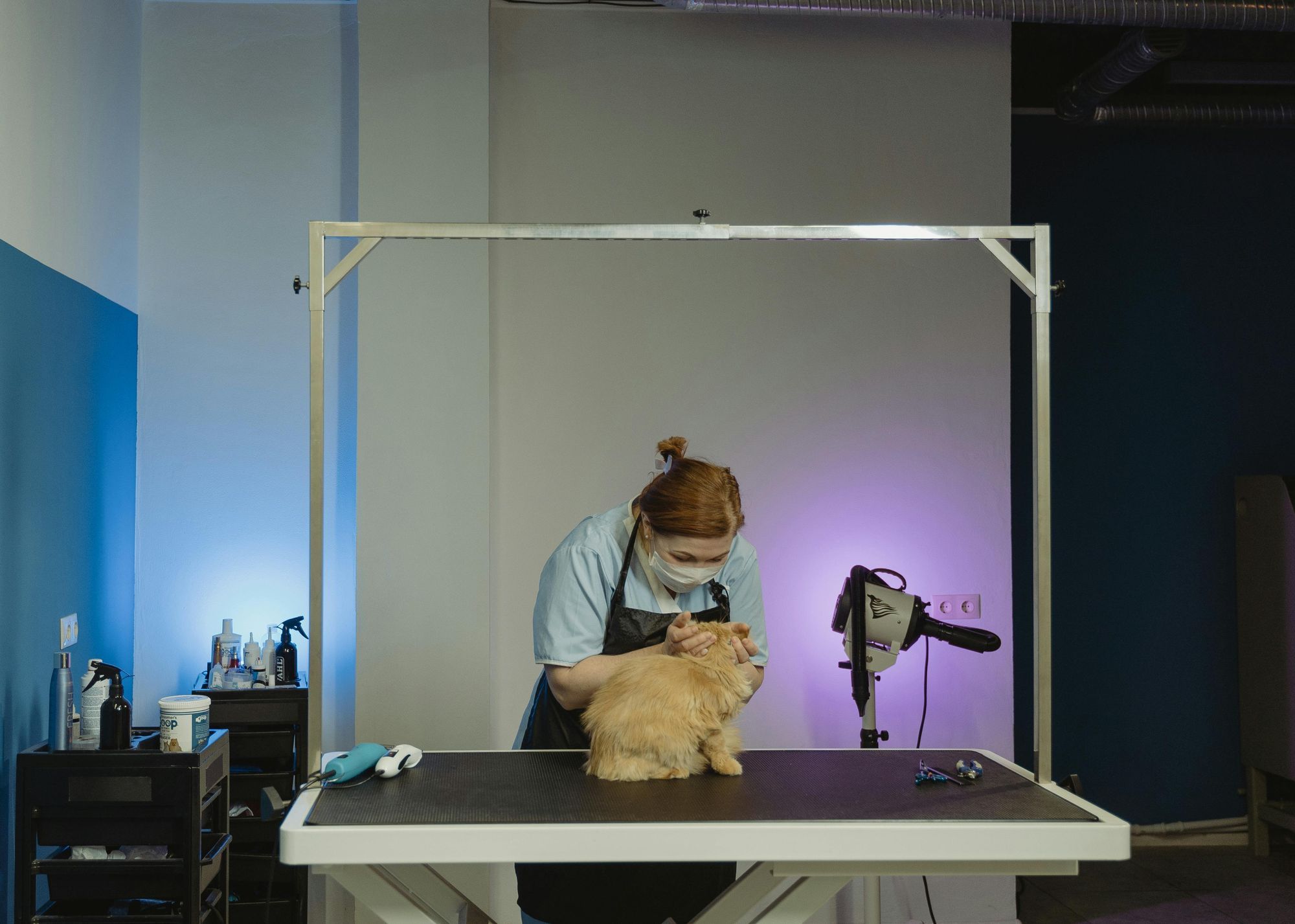 The Ultimate List of Essential Veterinary Equipment and Tools: From ...