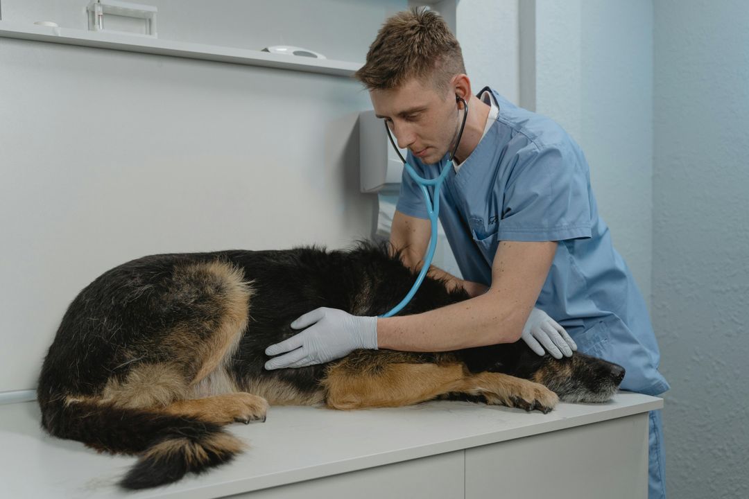 A Guide to Veterinary Client Communication - NectarVet