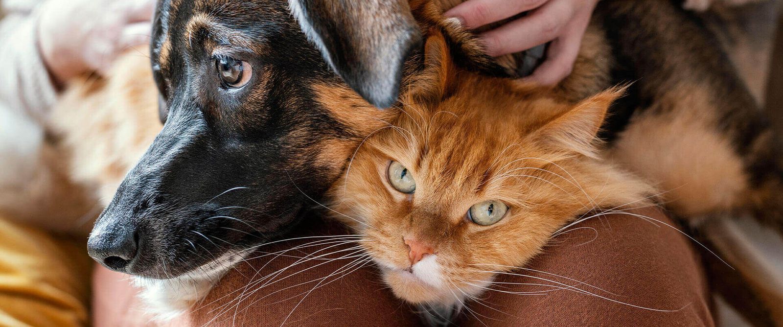 How to Recognize Common Signs of Pet Illness