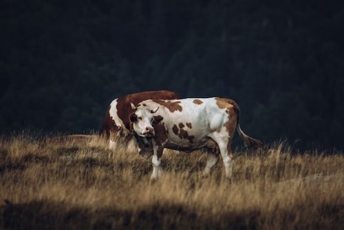 Why Do Cows Huddle Together? 5 Surprising Reasons Behind the Behavior