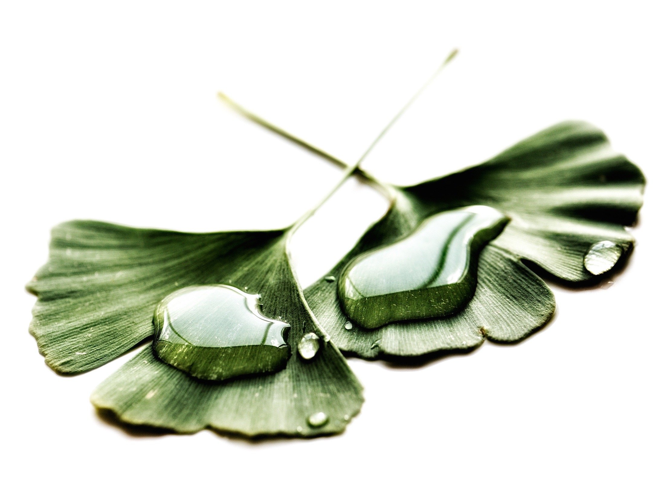 Ginkgo & Bacopa For Brain Resilience | Indigo Health