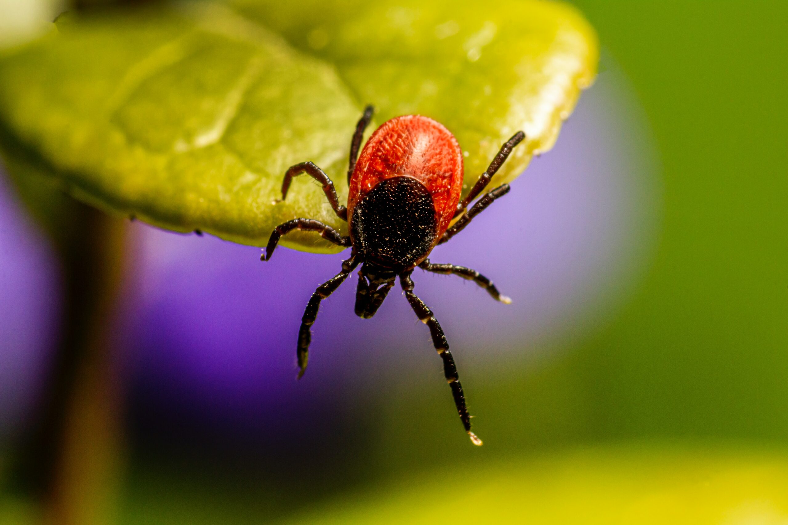 Accurately Diagnosing Lyme Disease | Indigo Health