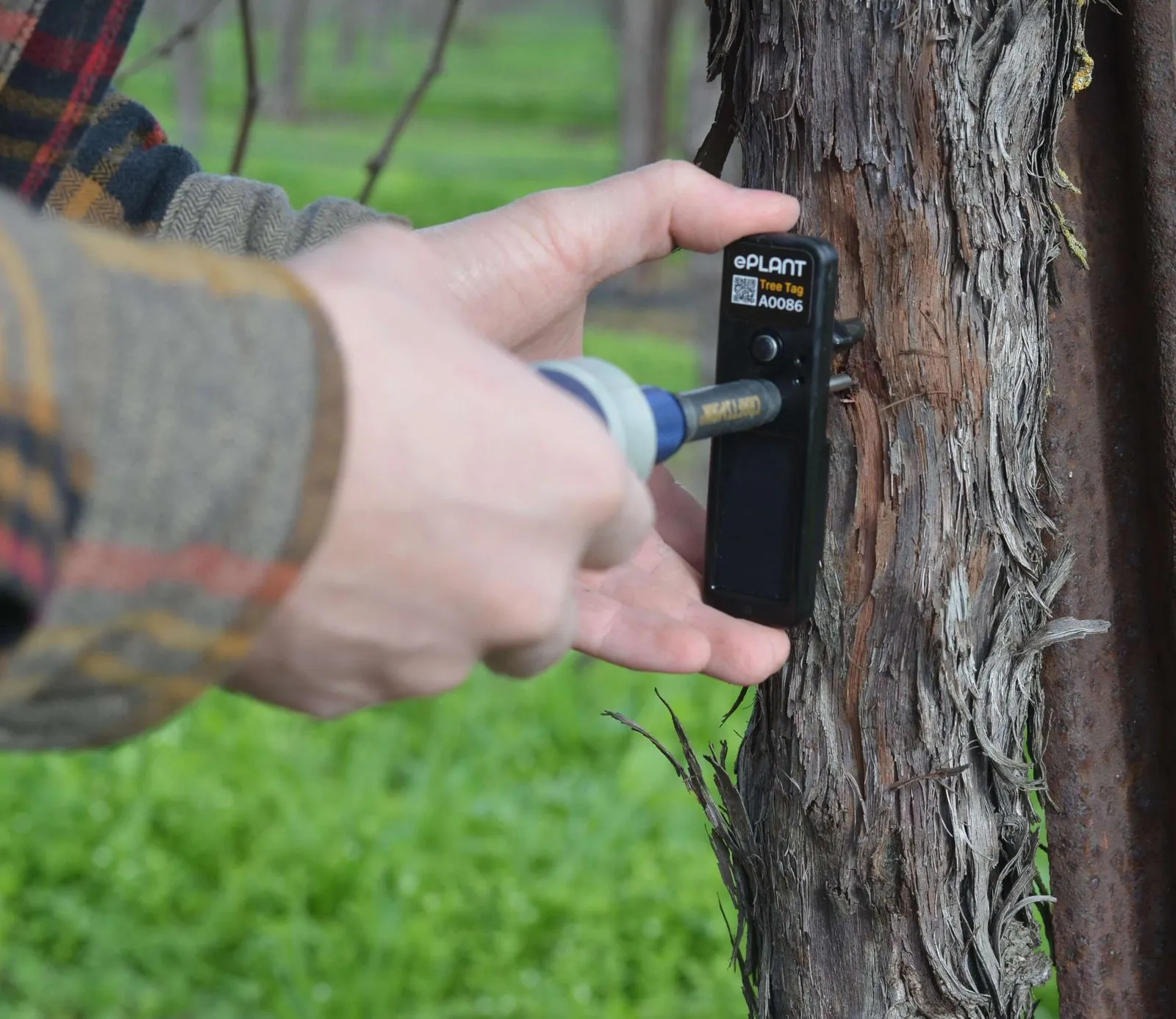 ePlant | TreeTag Wireless Dendrometer