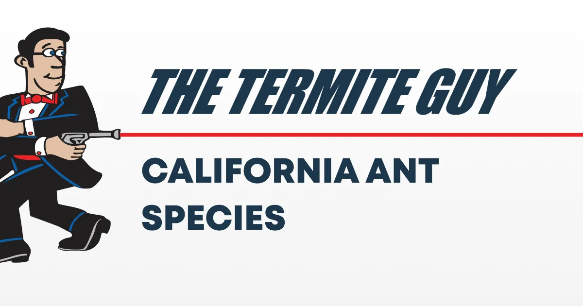 California Ant Species: A Guide for Southern California Homeowners ...