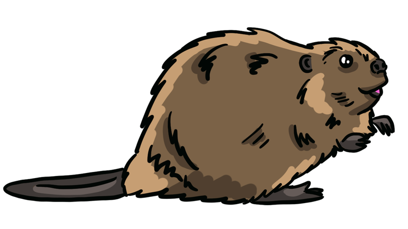 Native Plants Landscaping | Conserve WA Resources