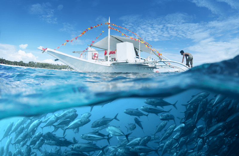 Ai.Fish