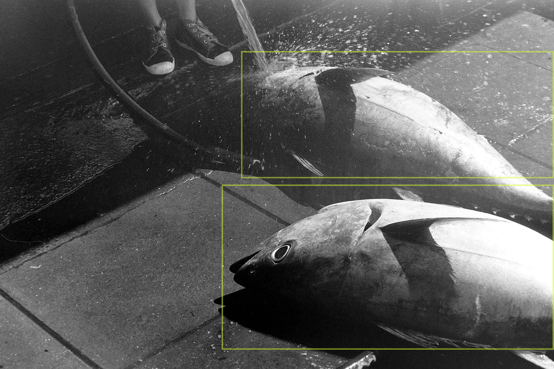 Ai.Fish