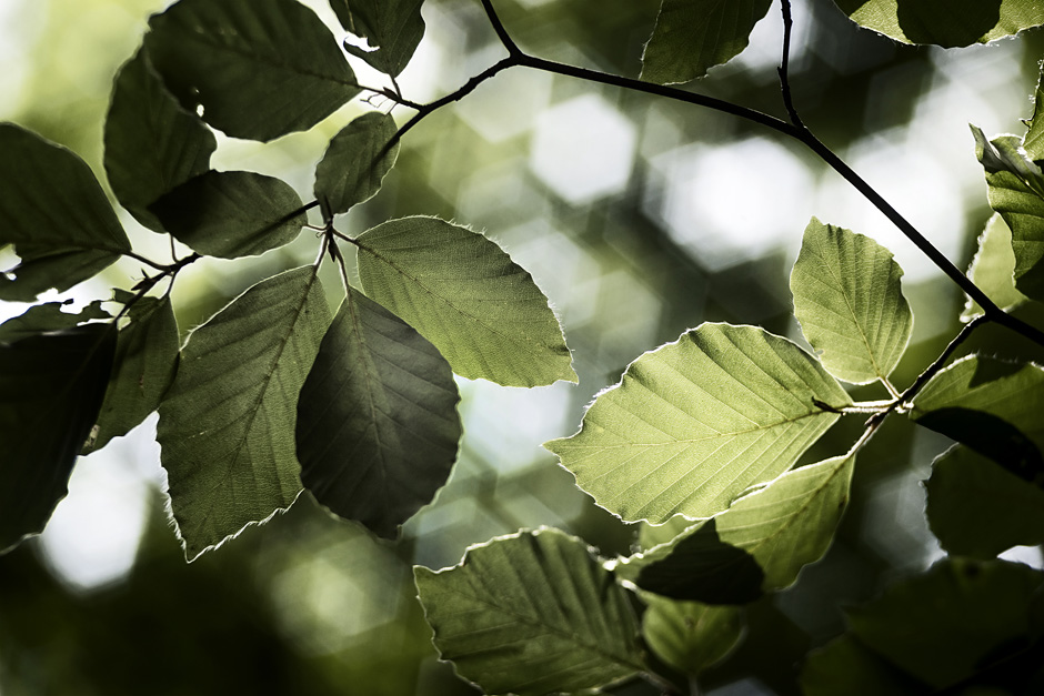 cBrain is to deliver F2 to the Danish Climate Forest Foundation to ...