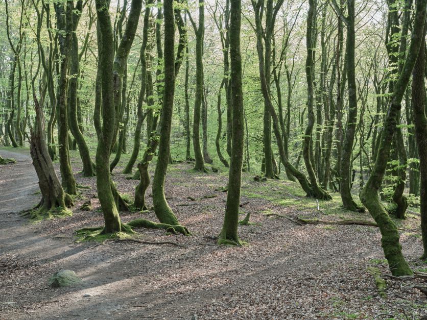 cBrain supports Denmark’s largest-ever reforestation grant program with ...