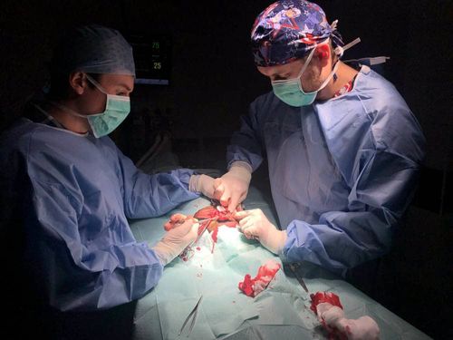 Total Ear Canal Ablation (TECA) | Northwest Referrals