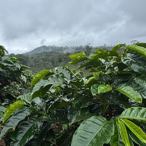 Capitol Coffee’s Legacy | 45 Years of Hard Work, Innovation, and Family ...