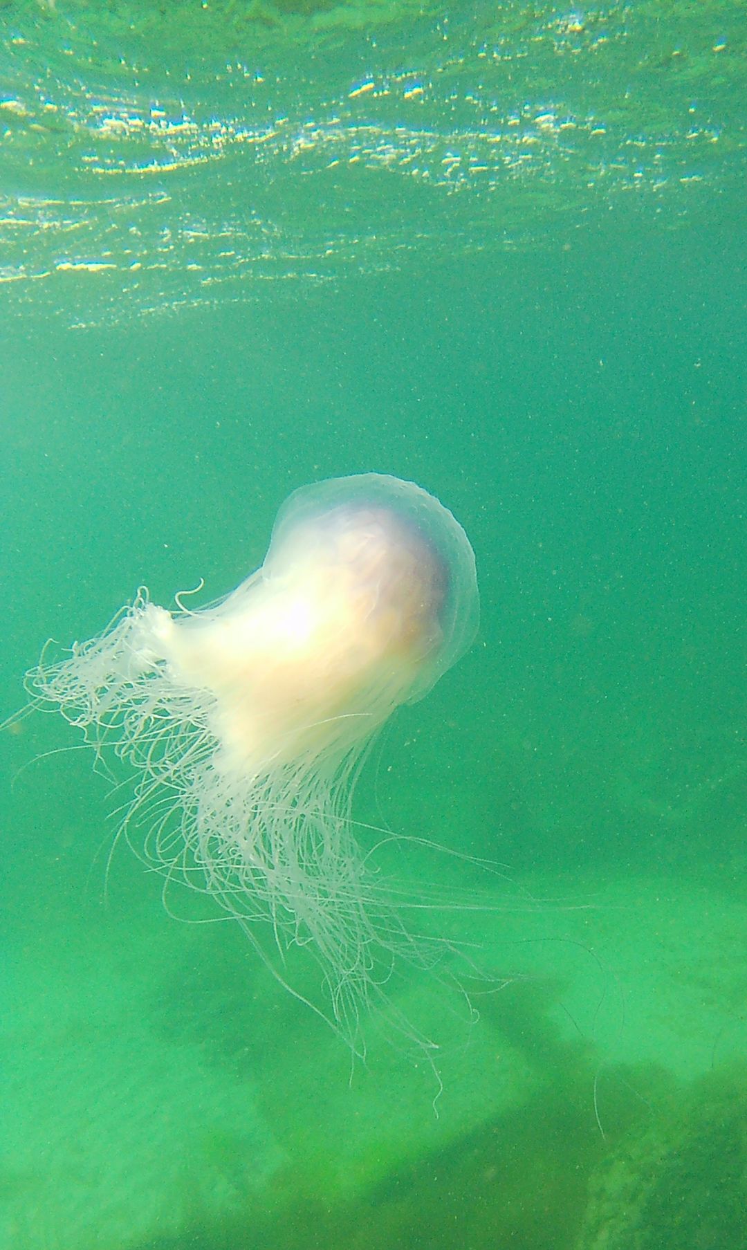 Moray Ocean Community | Marine Conservation in the Moray Firth