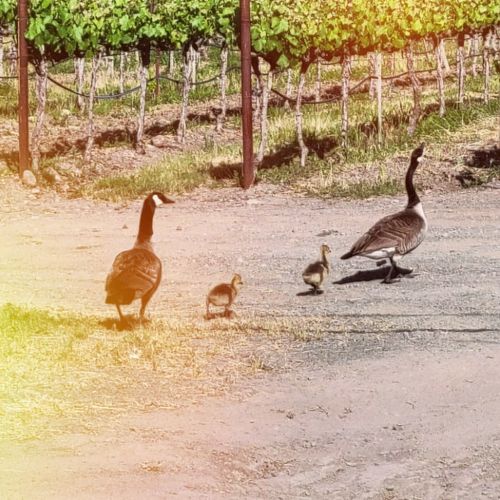 Goosecross - About Us