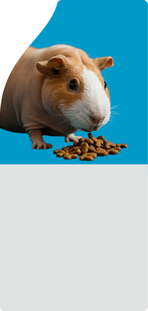 Gambol Product Hub | Premium Pet Food & Treats