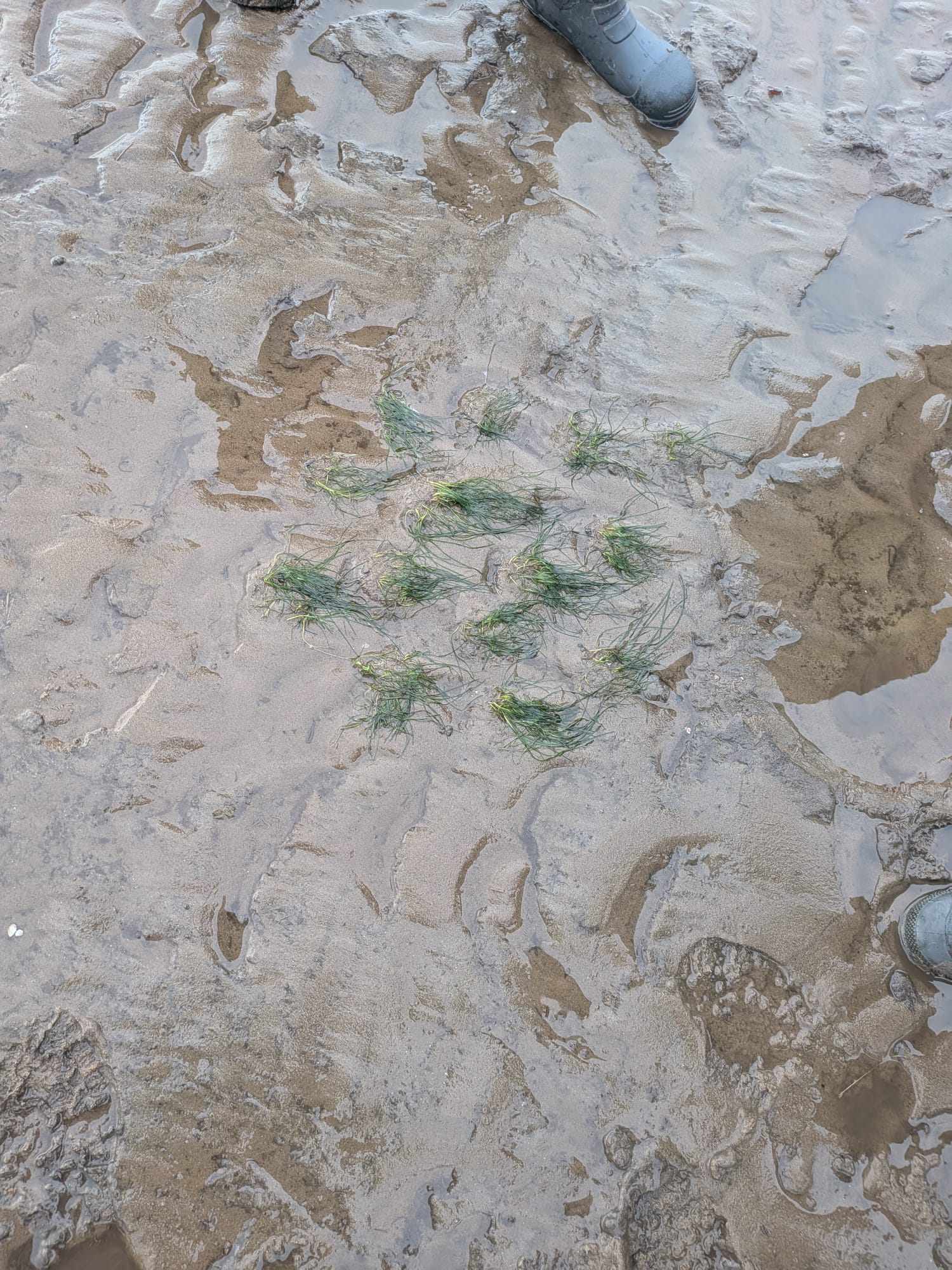 Report of Seagrass Restoration – Core Transplant Technique