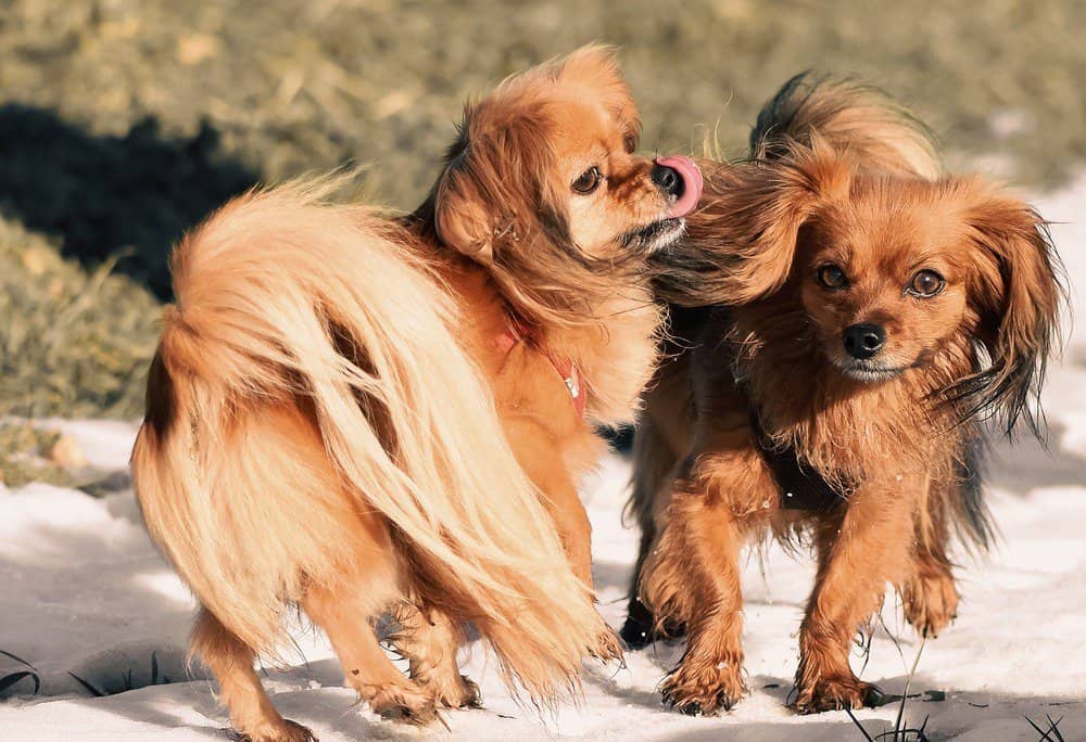 Papillon: Dog breed characteristics & care