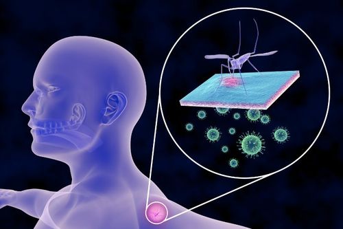 How Vector-Borne Infections Are Often Misdiagnosed - Restorative ...