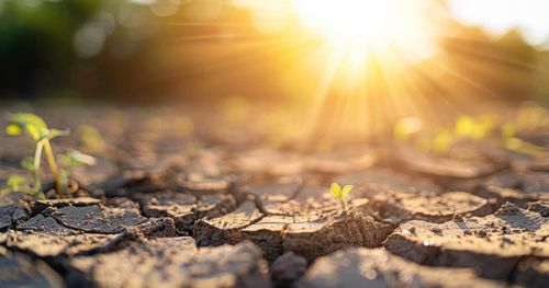 As punishing drought continues, farms suffer - ETSU News