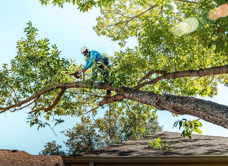 When to Trim Oak Trees in Texas | Complete Guide