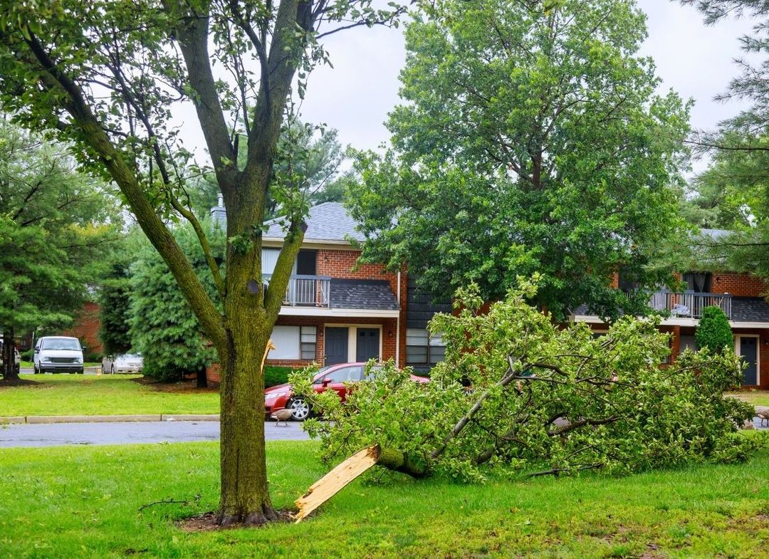 How to Tell if a Tree Needs Removal After a Storm | Tree Scouts | Tree ...