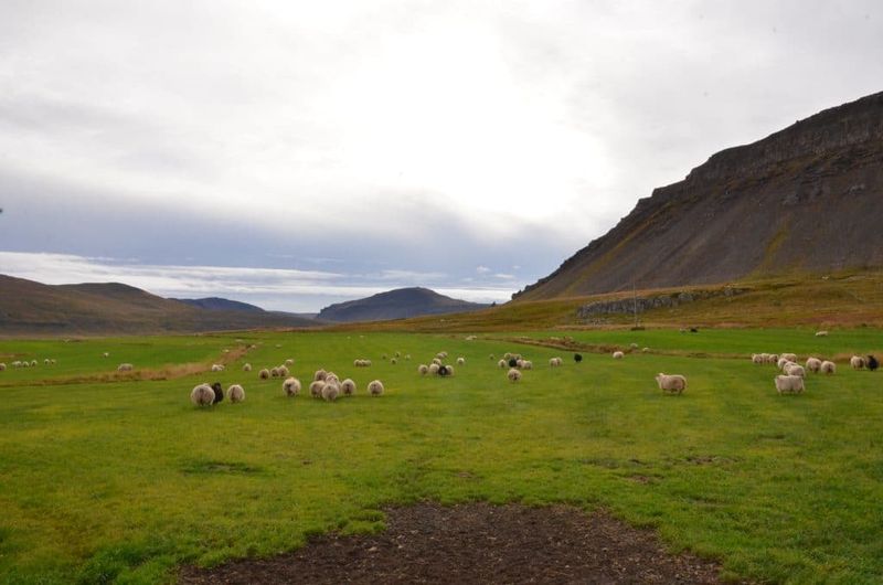 Everything you need to know about Icelandic Sheep & Wool